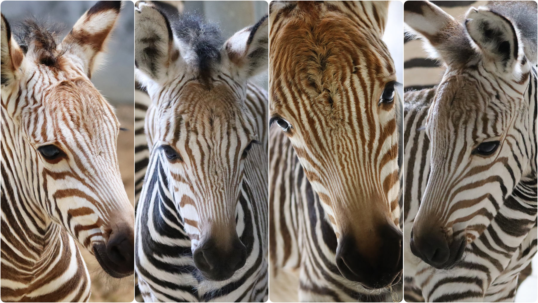 Baby Zebras (foals) are born at Disney's Animal Kingdom