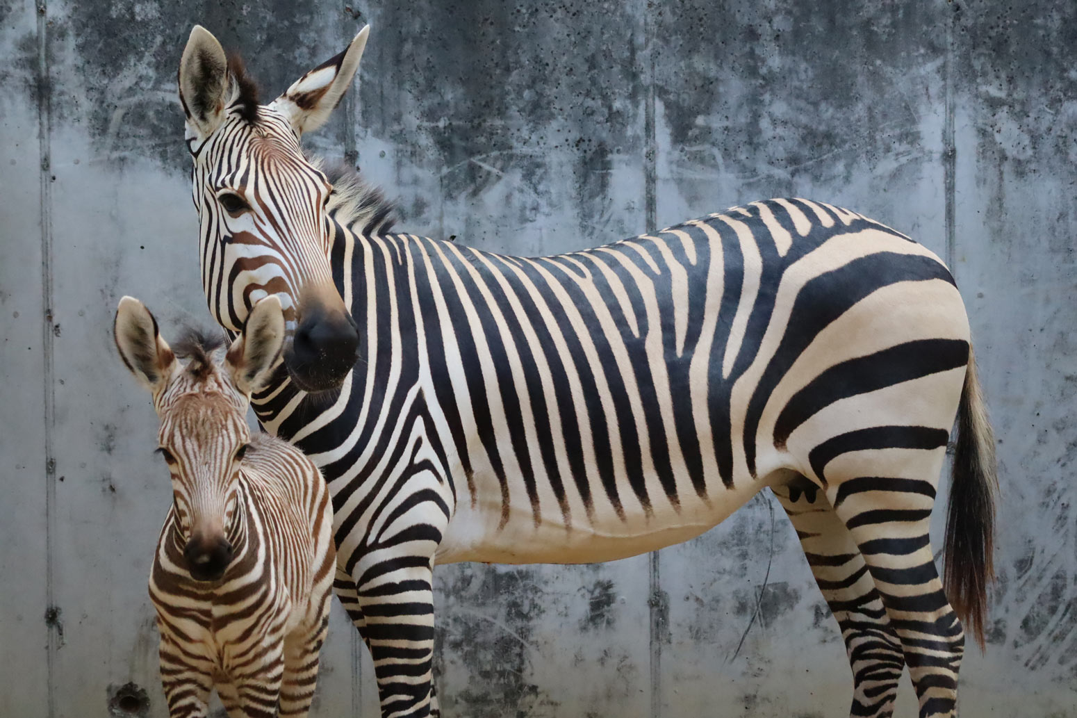 Baby Zebras (foals) are born at Disney's Animal Kingdom