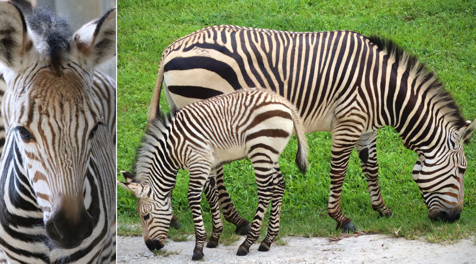Baby Zebras (foals) are born at Disney's Animal Kingdom
