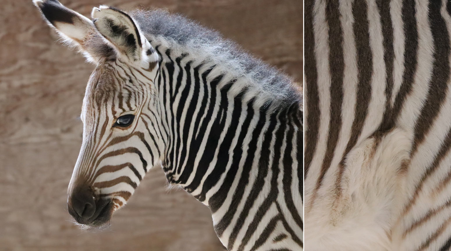 Baby Zebras (foals) are born at Disney's Animal Kingdom