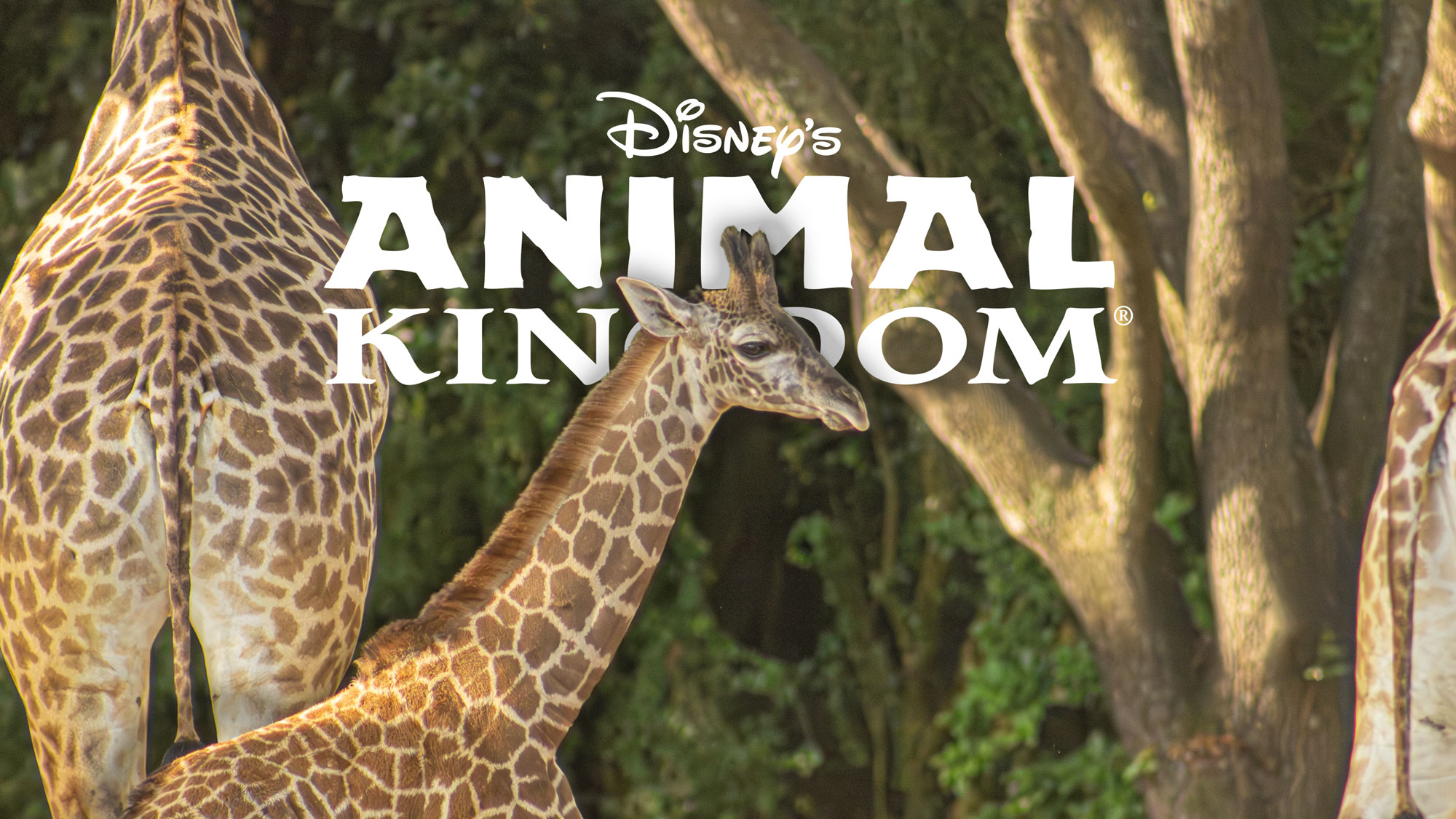 Baby giraffe, Tucker, debuts at Disney's Animal Kingdom