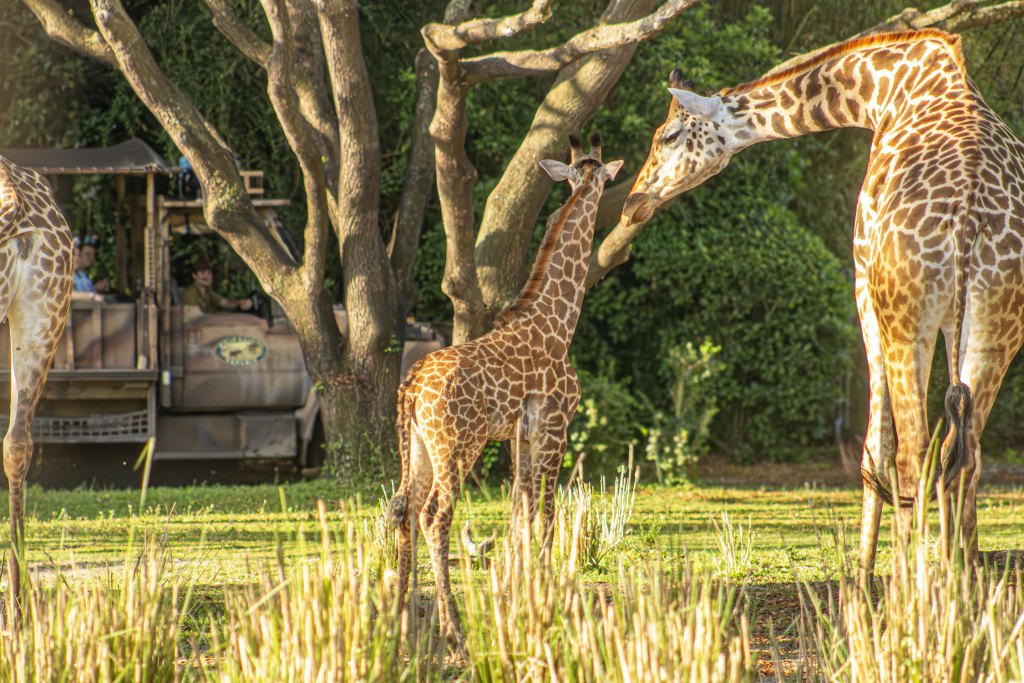 Baby giraffe, Tucker, debuts at Disney's Animal Kingdom